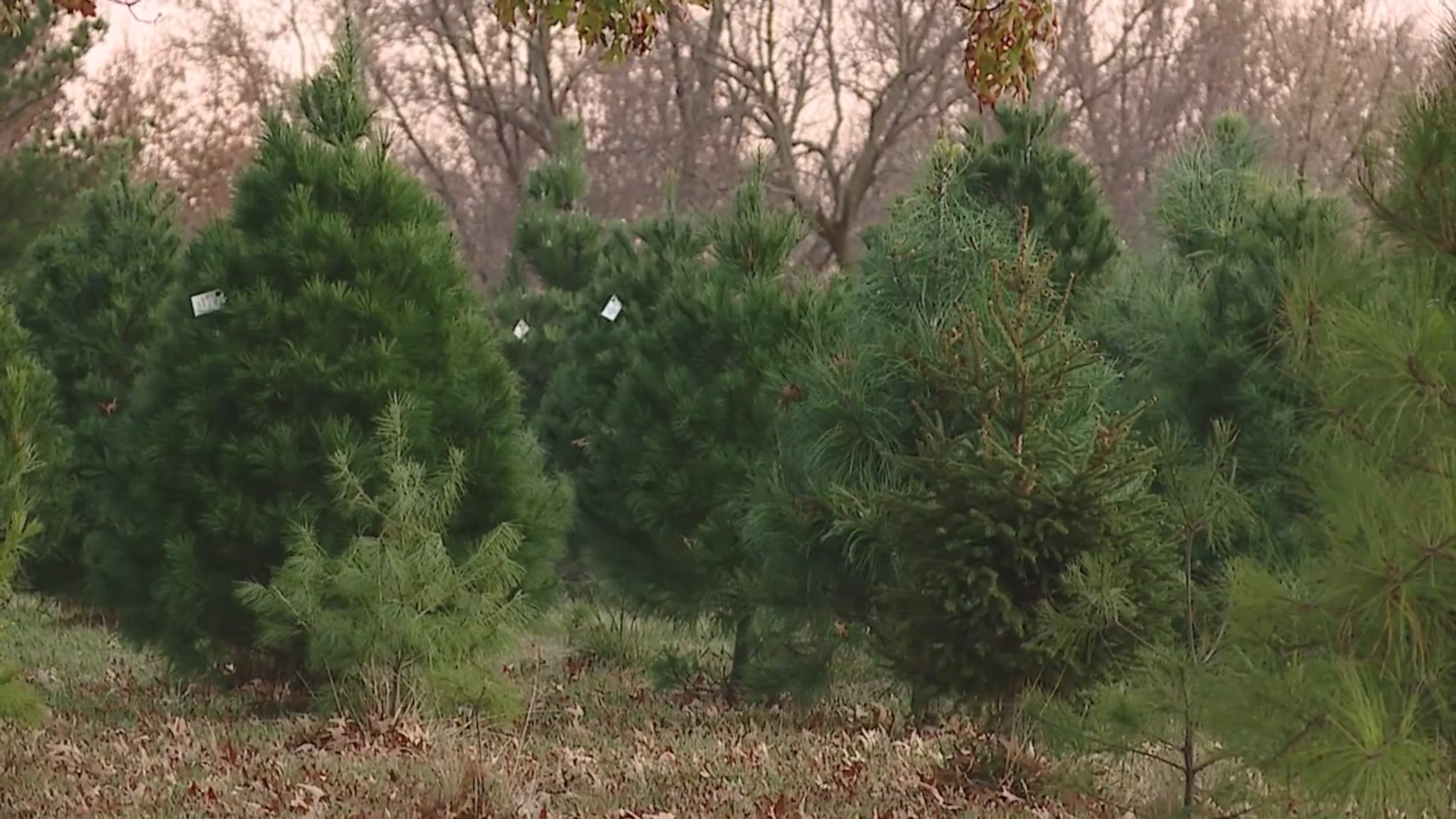 Fort Osage Farm: 20 years brings memories, modern challenges – FOX 4 ...