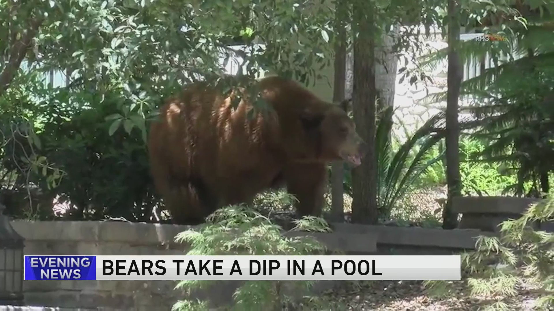 Bears swim in pool, enjoy summer day in Southern California – WGN-TV