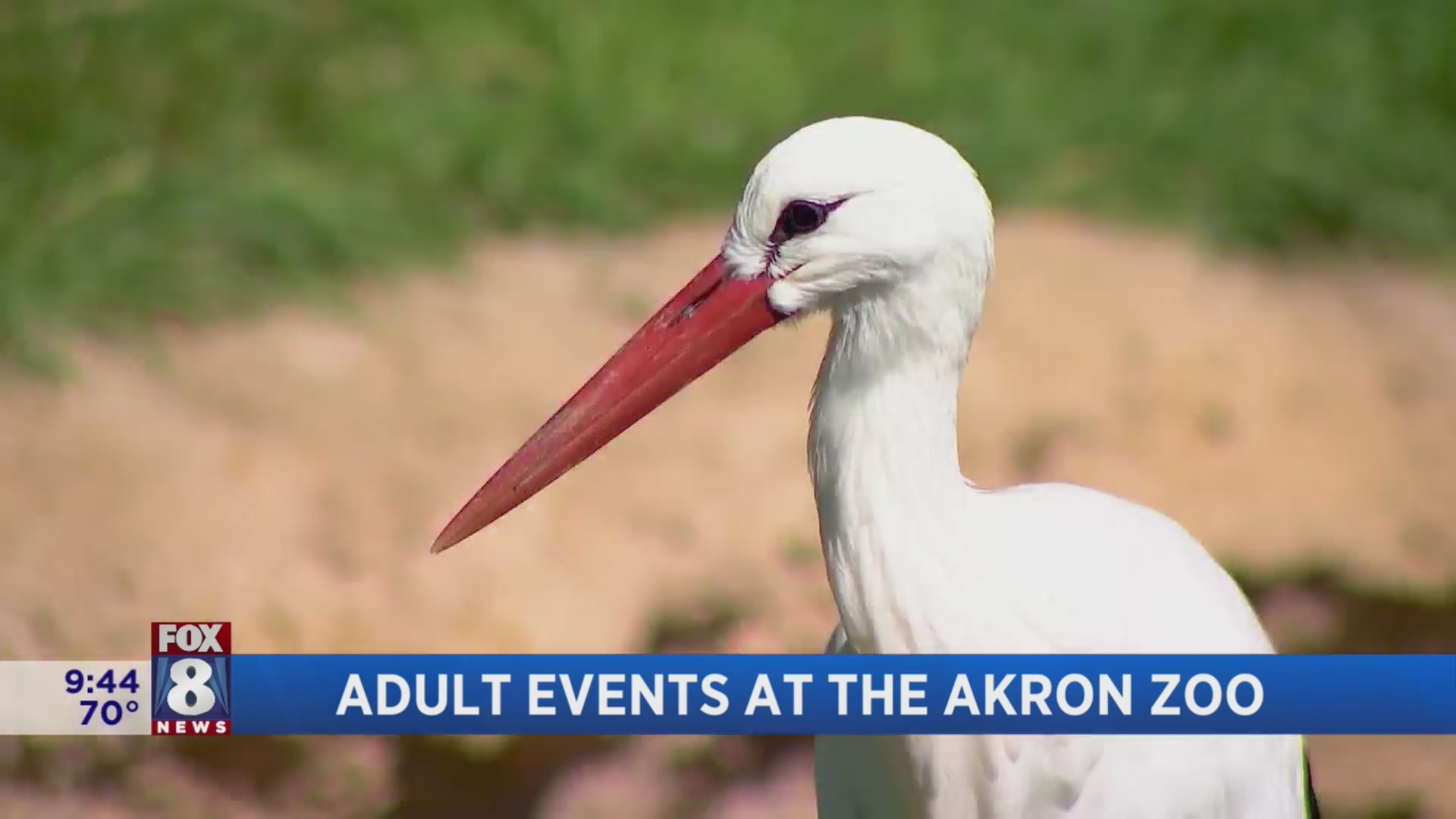 Akron Zoo hosts special events for adults only – Fox 8 Cleveland WJW