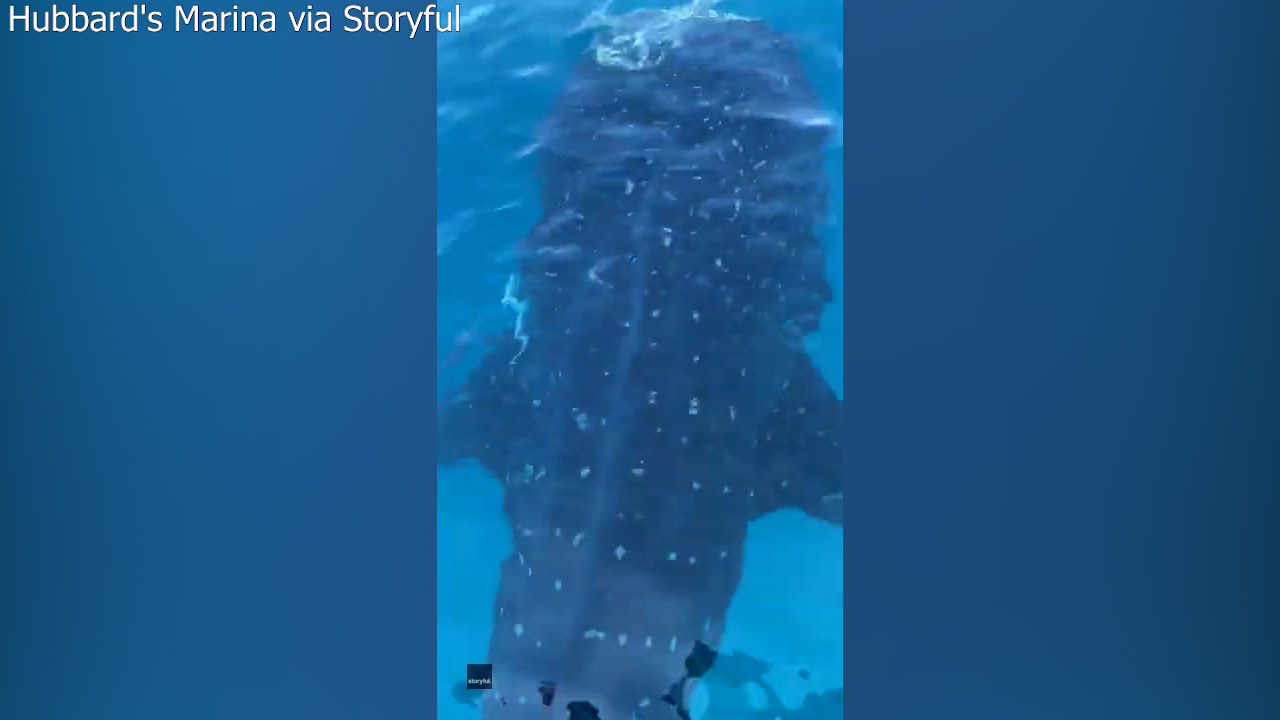 Massive whale shark spotted off Madeira Beach – WFLA