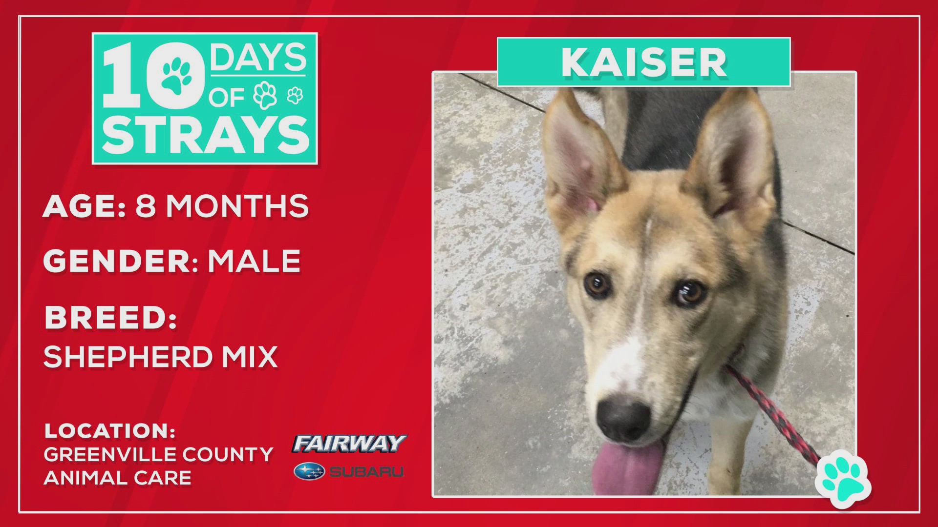 10 Days of Strays: Kaiser – WSPA 7NEWS