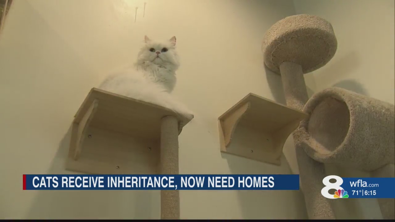 7 South Tampa Persian cats with six-figure inheritance to be adopted ...