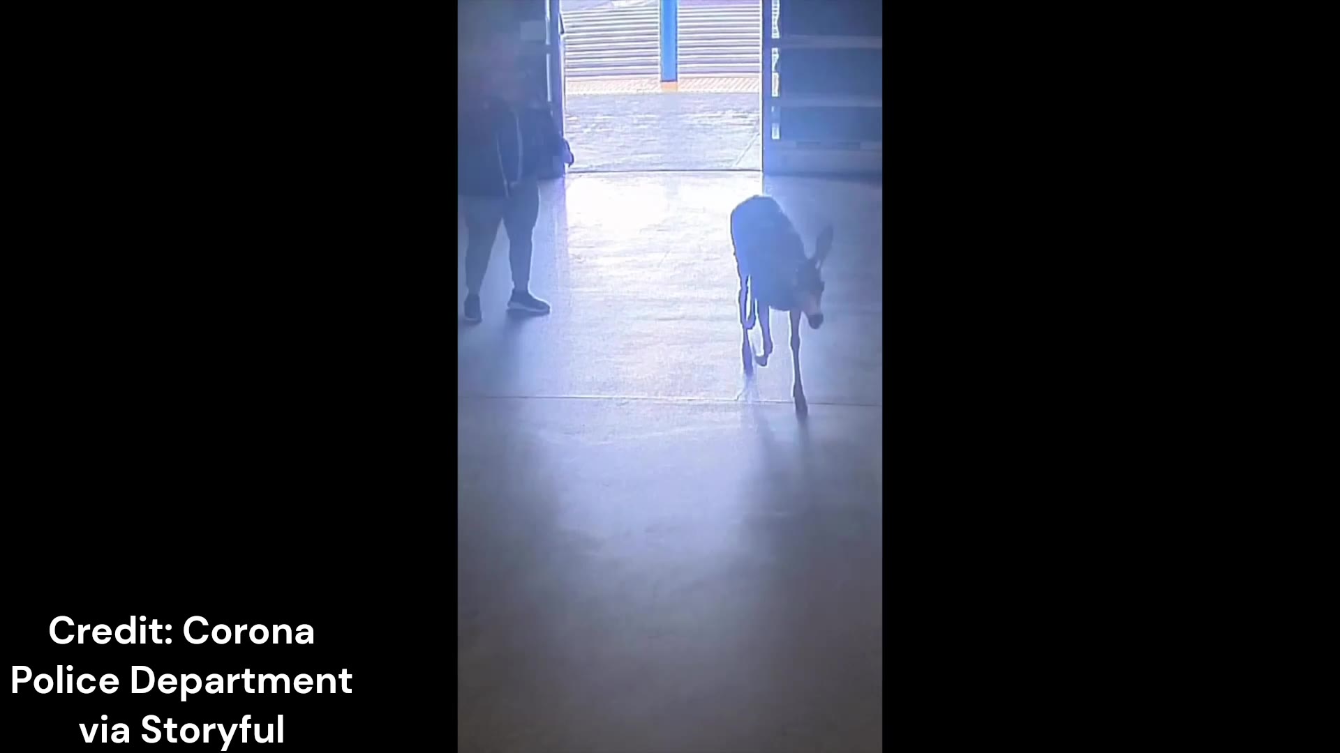Video: Police chase deer through Sam’s Club (Credit: Corona Police ...