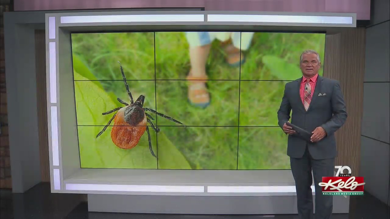 Symptoms To Watch Out For During Tick Season