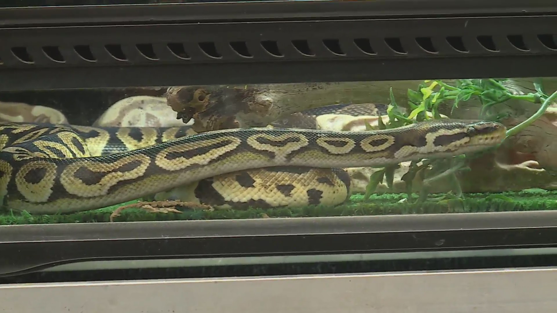 Missouri snake show ‘Venom Fest’ shut down after cobra disappears – FOX 2