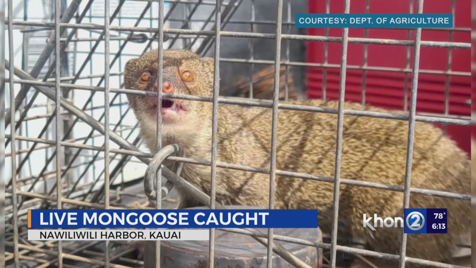 Multi-agency effort captures a mongoose on Kauaʻi – KHON2