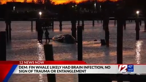 DEM: Whale stranded in South Kingstown had brain infection, parasites ...