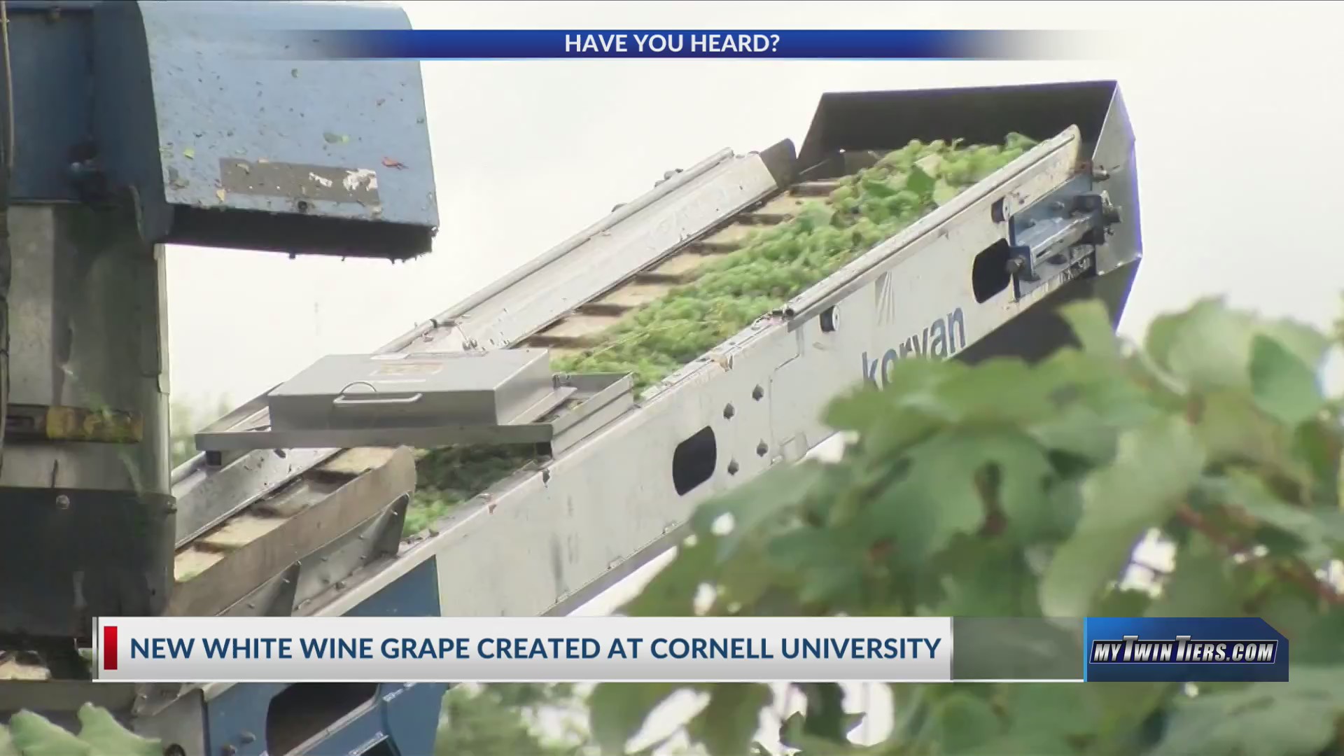 Cornell grape breeder creates a white wine grape ‘more resistant to rot ...