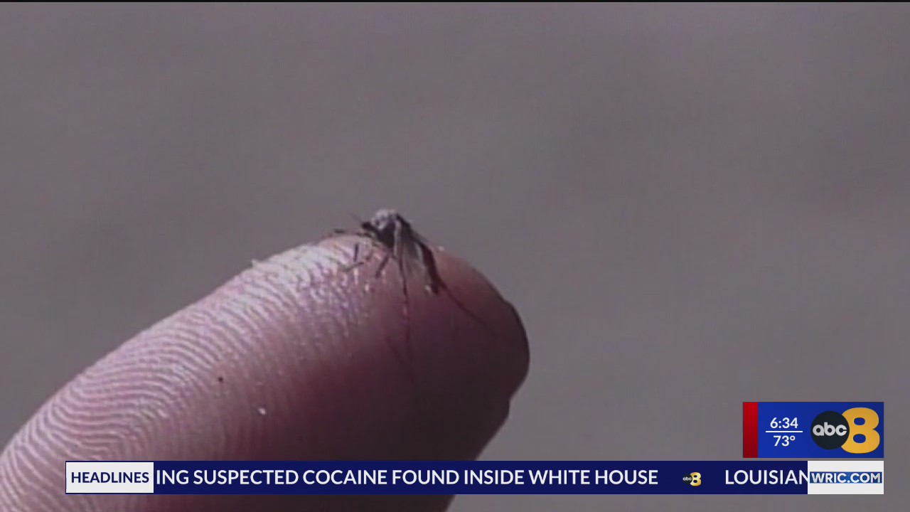 Experts weigh in on how to avoid bug bites as malaria cases pop up in ...