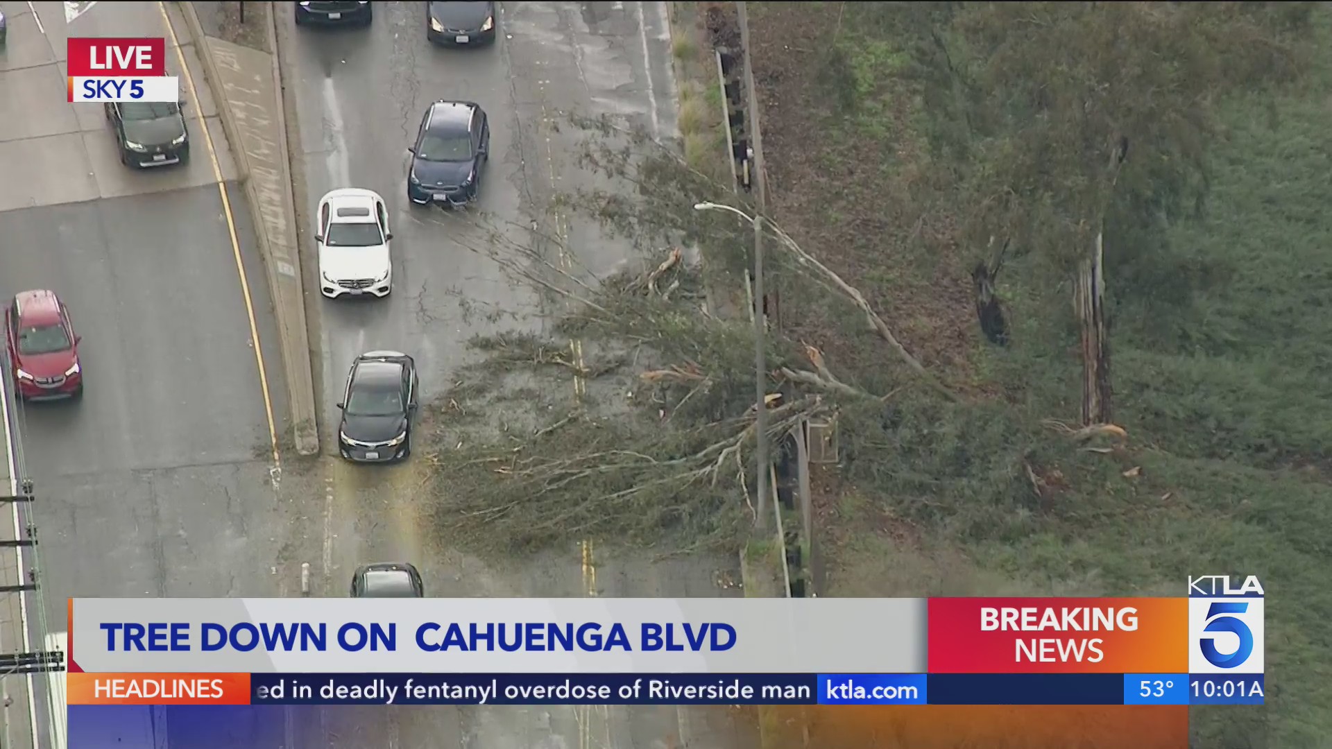 Motorist hit by falling tree in Hollywood Hills – KTLA