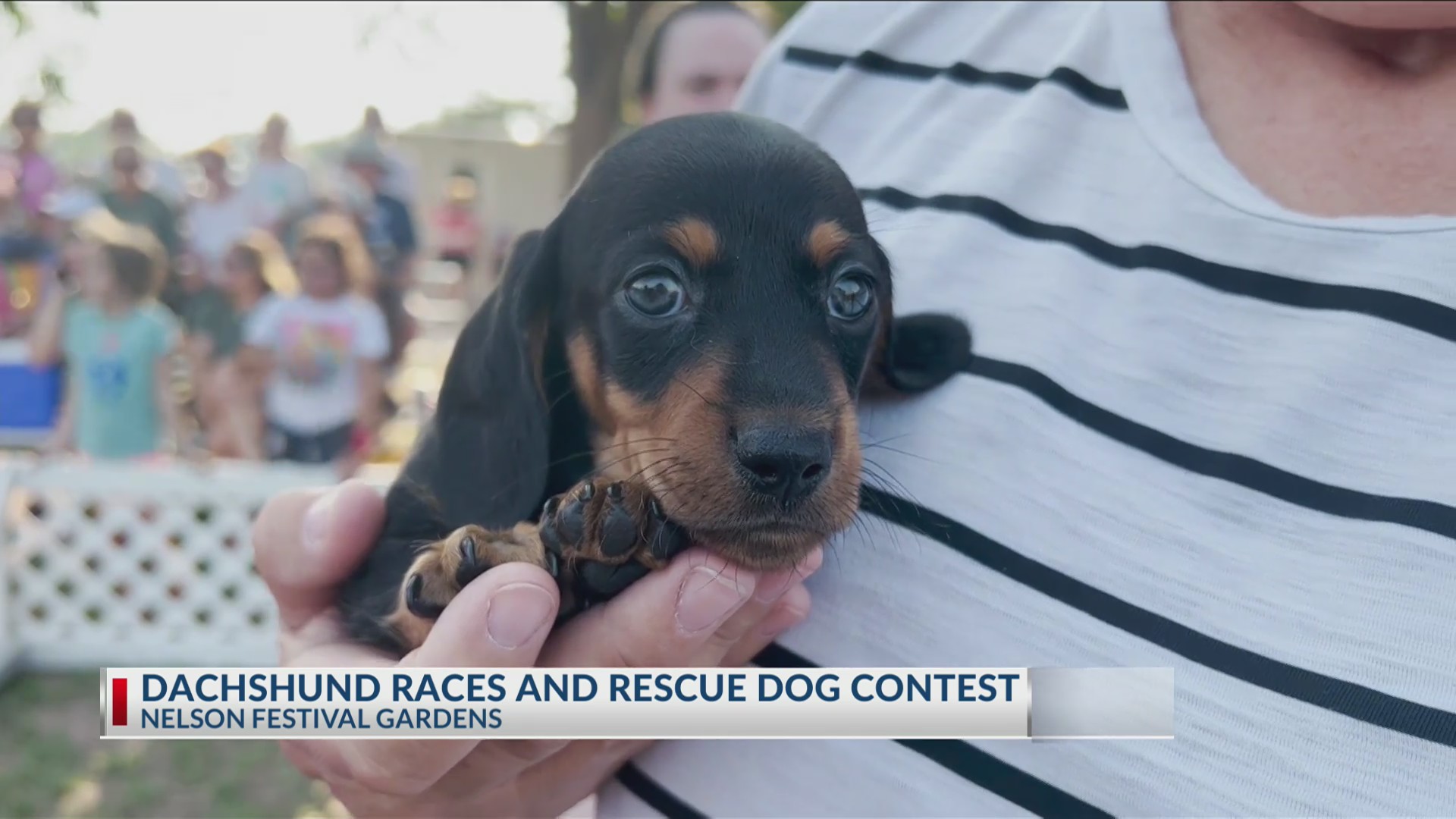 GALLERY: Dog days of summer, Abilene dachshund races and rescue dogs ...