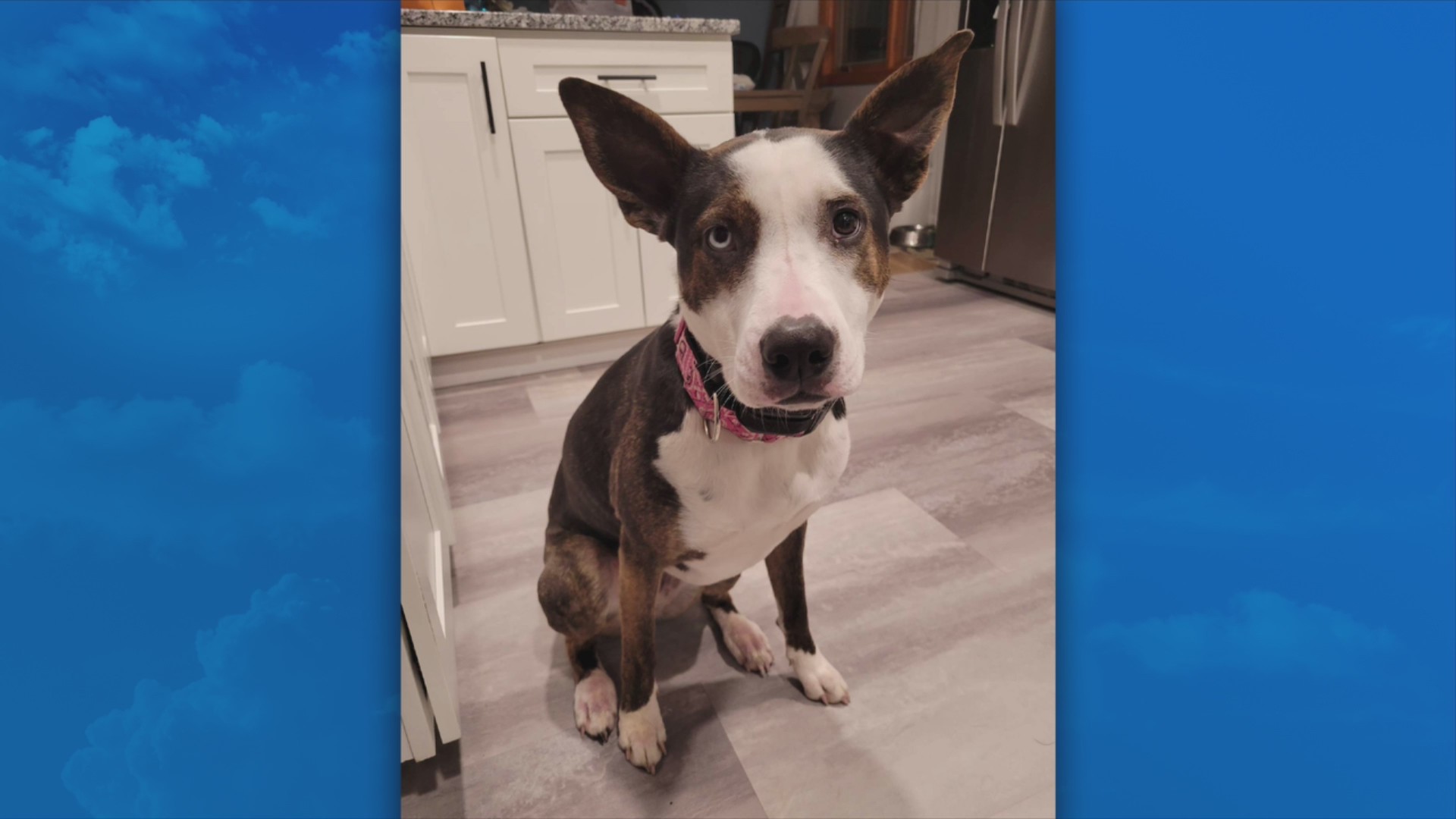 New Day Cleveland: Divergent DVM – Fox 8 Cleveland WJW