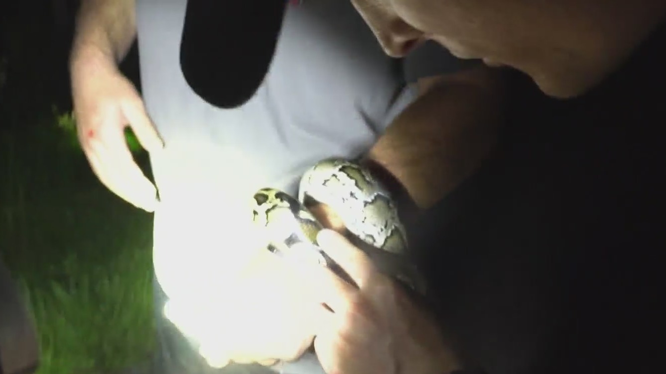 Inside look at hunting pythons in the Florida Everglades | Morning in ...