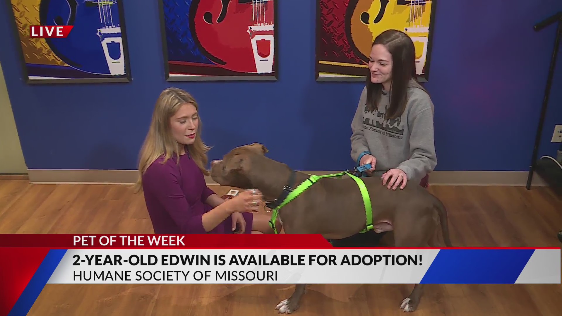 Pet of the Week: Edwin – FOX 2