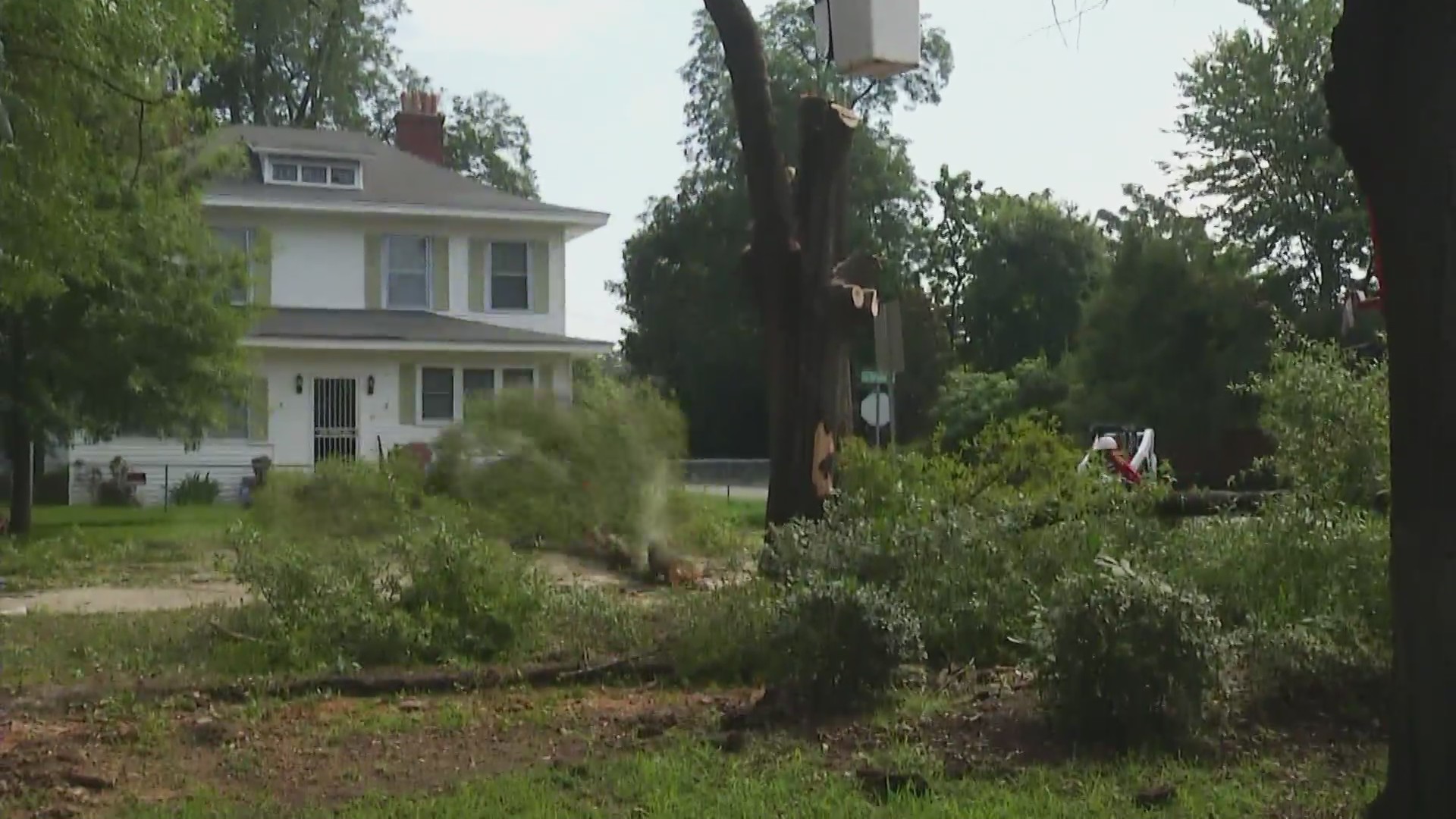 Call for arborist as Augusta tree cutting project moves forward – WJBF