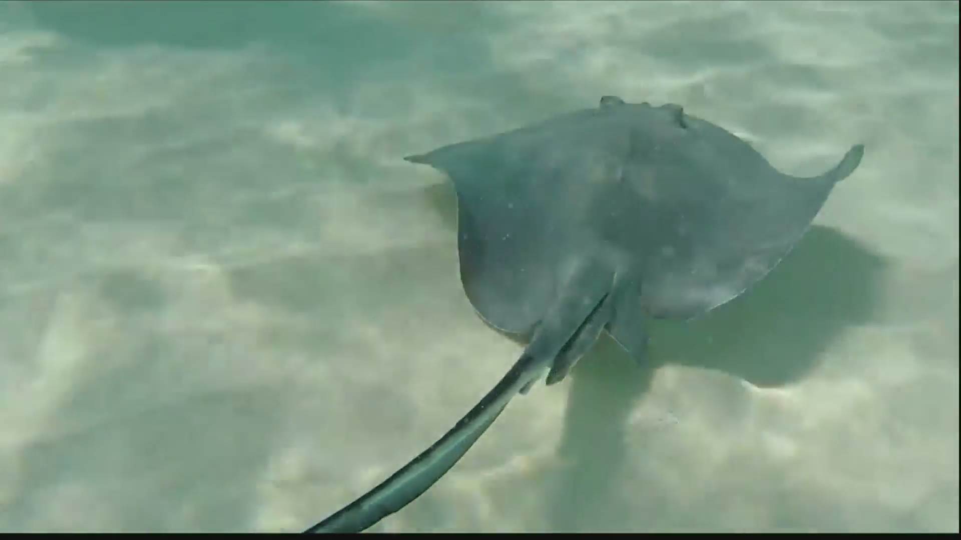 More than two dozen people get treatment for stingray bits on Hilton ...