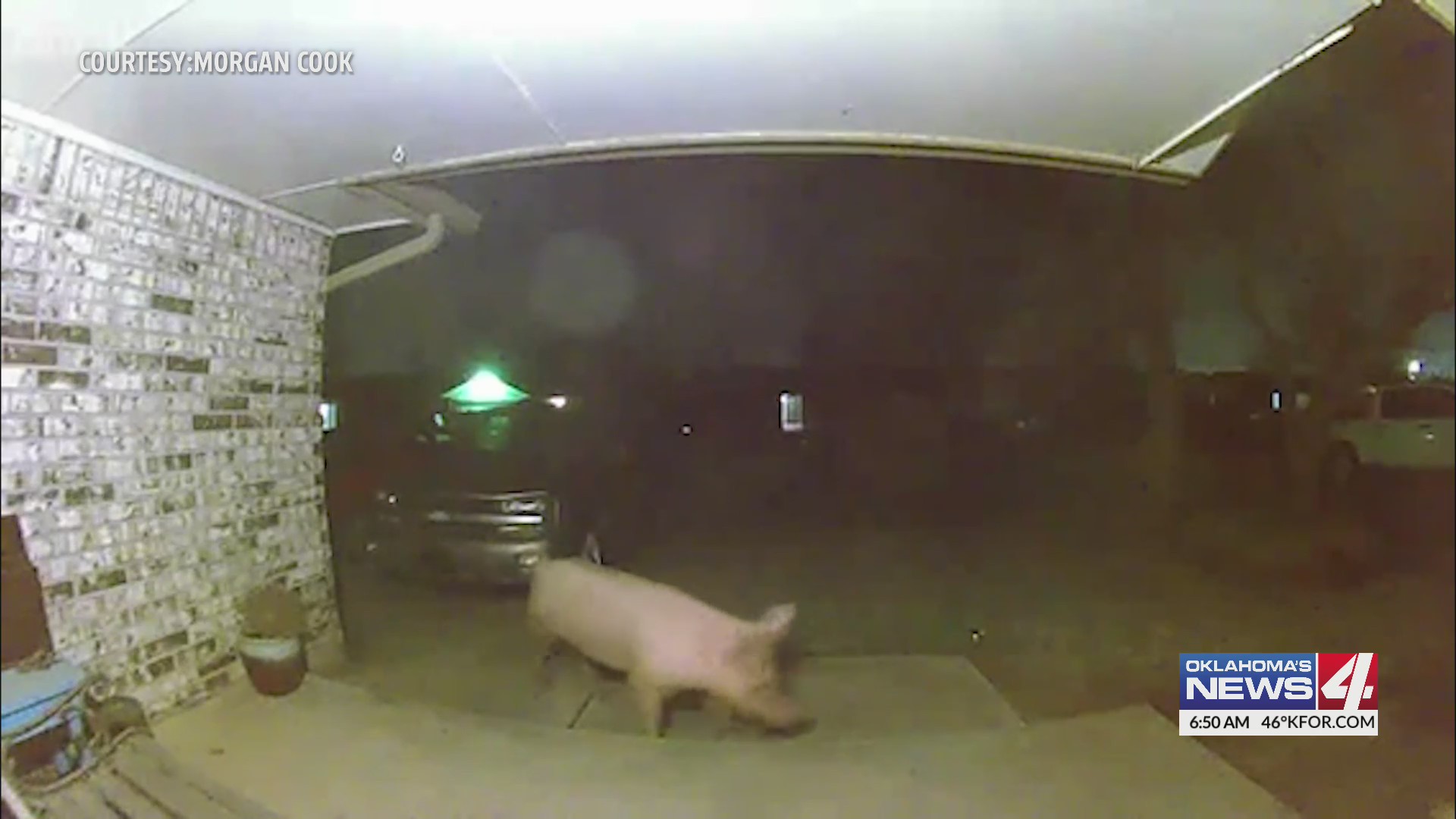 Pig spotted on doorbell camera – KFOR.com Oklahoma City