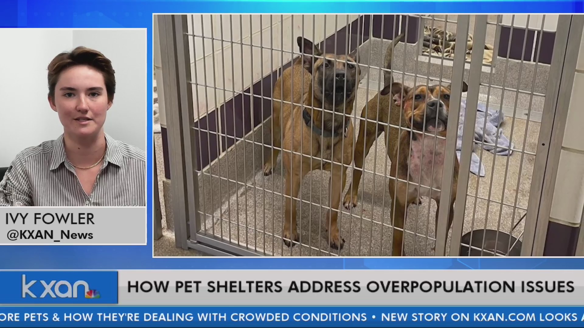 How pet shelters address overpopulation issues – BorderReport