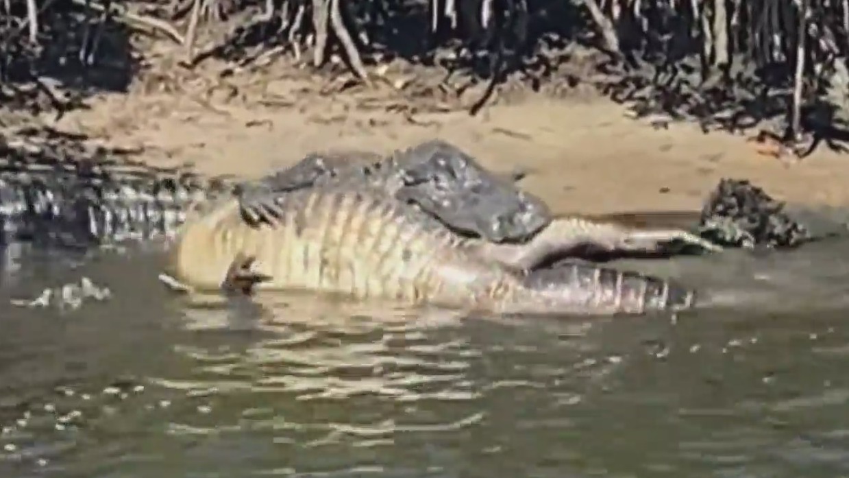 Florida officials warn of aggressive alligators amid mating season ...