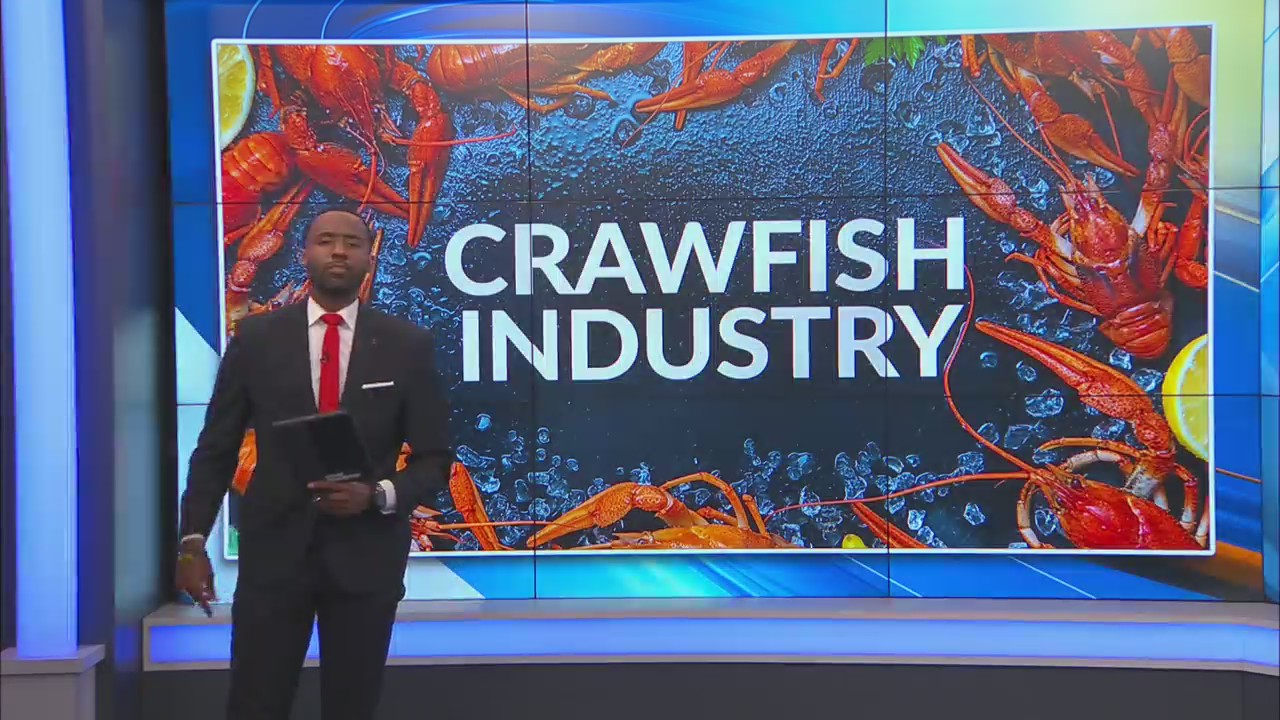 Drought continues to cause problems for crawfish production – KLFY.com