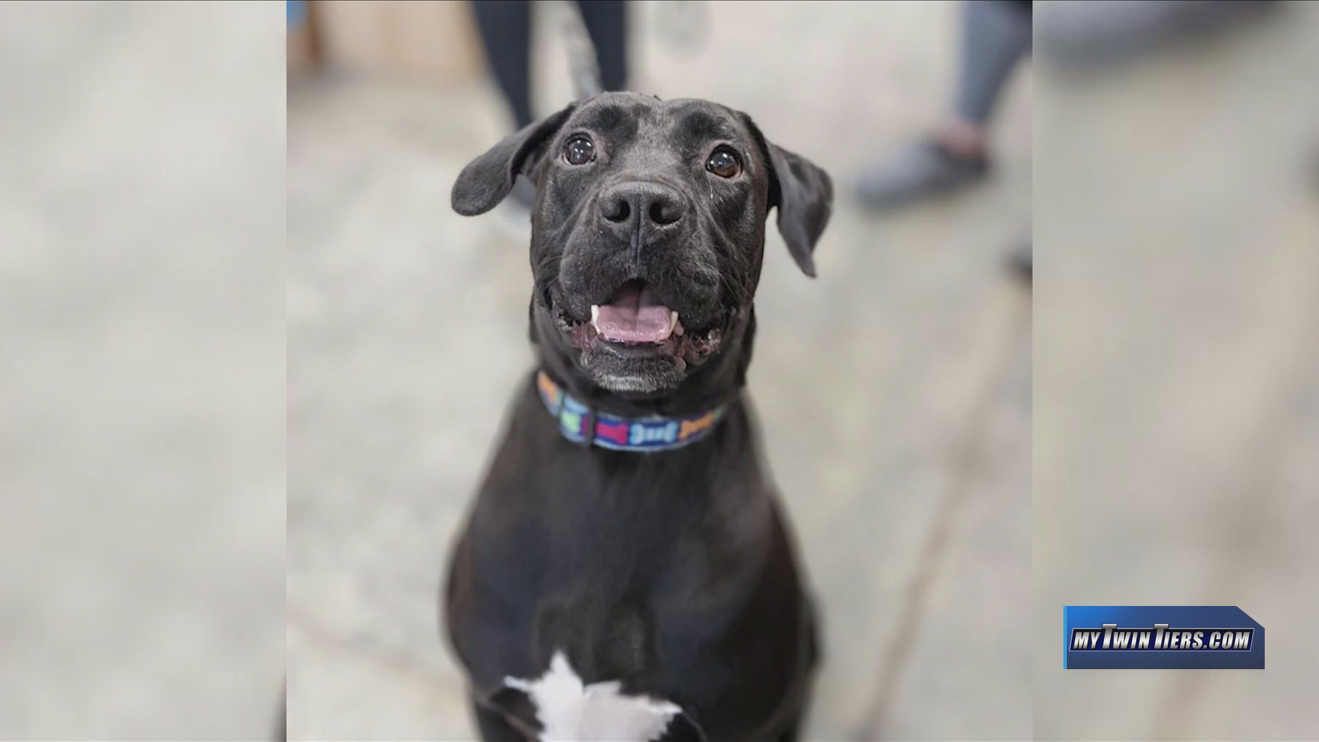 Pet of the Week: Ian Malcolm, Animal Care Sanctuary – WETM ...