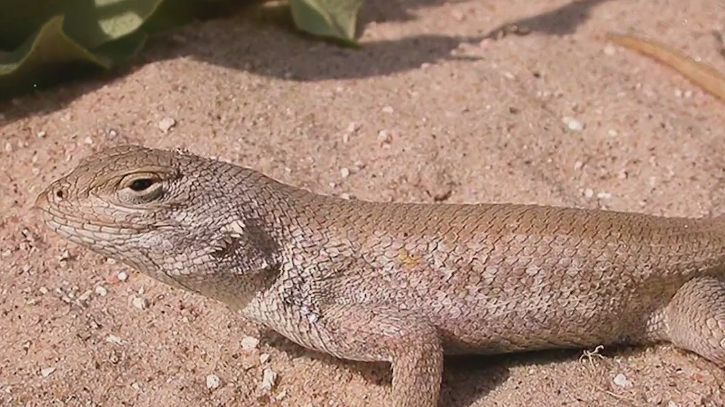 U.S. Fish and Wildlife takes public comment on listing New Mexico ...