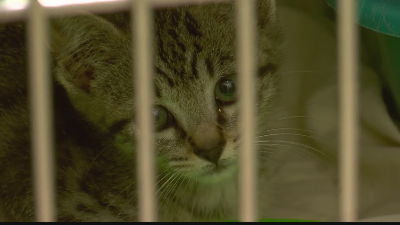 Dozens of cats to be rescued by Mohawk Hudson Humane Society – NEWS10 ABC