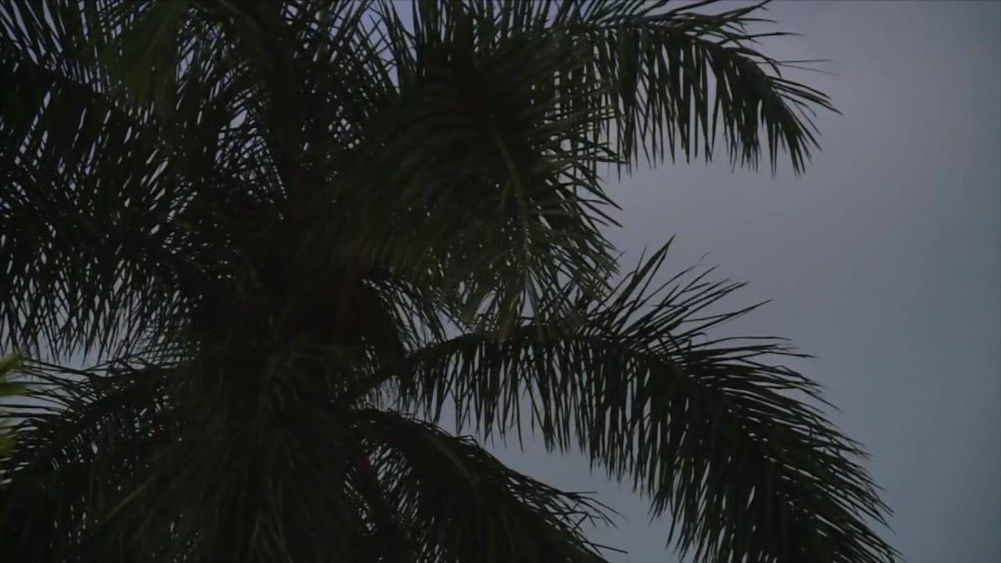 Palm tree falls, kills Florida 9-year-old playing on obstacle course – WFLA