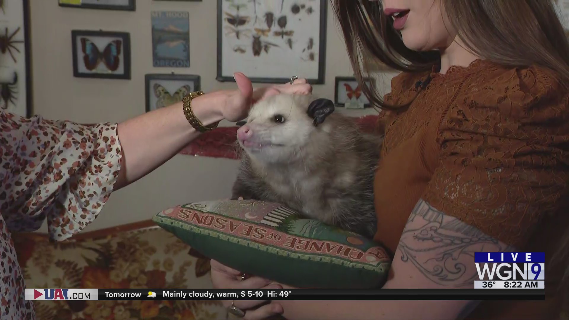 Around Town – The Insect Asylum – WGN-TV