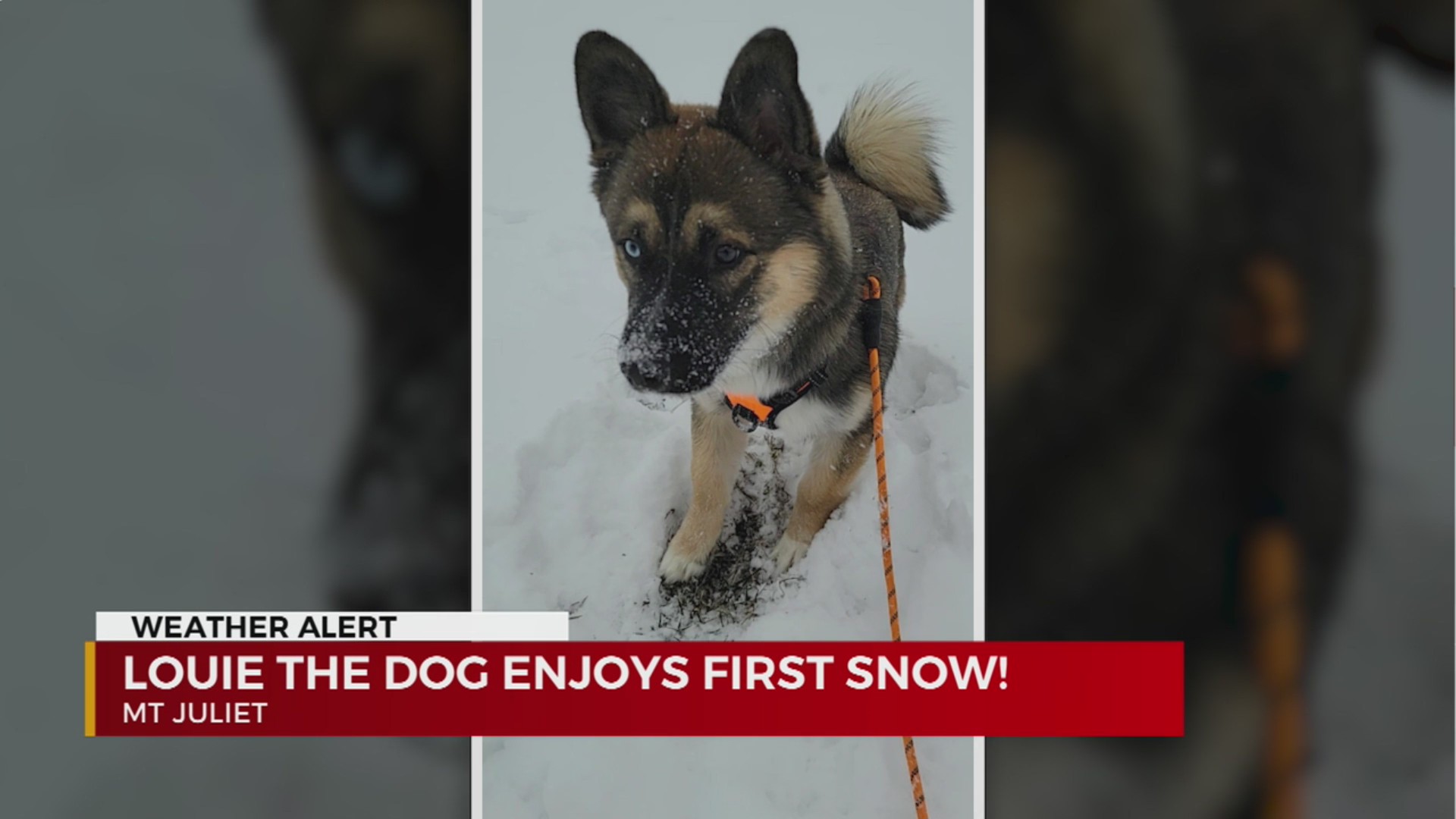Pets in Middle TN enjoy the first snow of 2024 – WKRN News 2