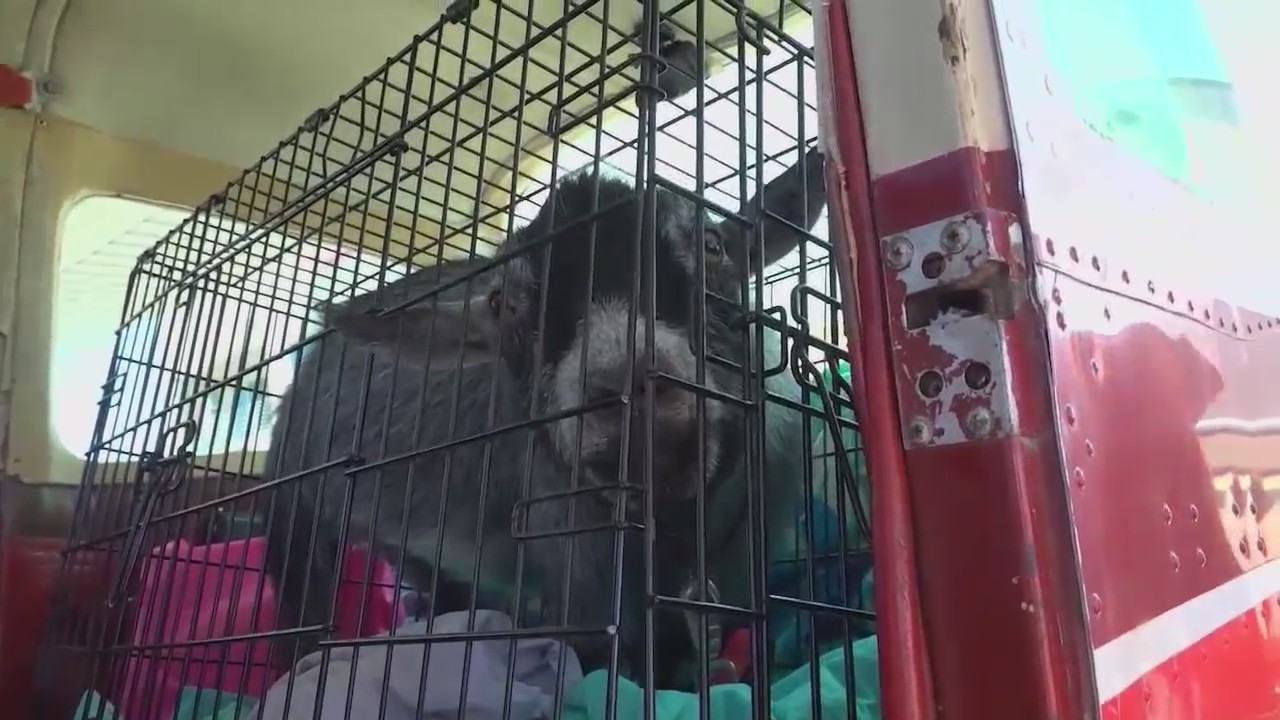 Flying Tails: Patches the goat – KRON4