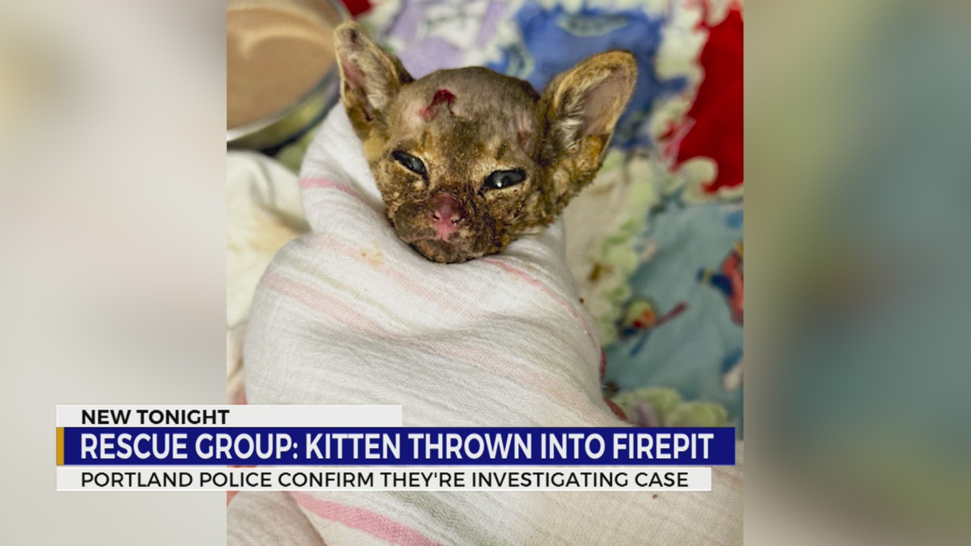 Kitten dies after being thrown into firepit; Portland police ...