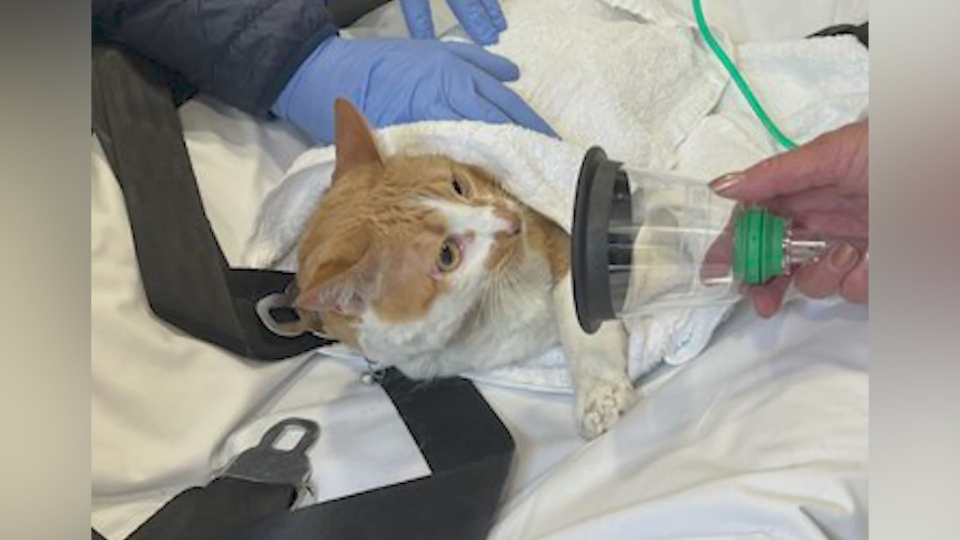 First responders revive cat after fire at duplex in Littleton – FOX31 ...