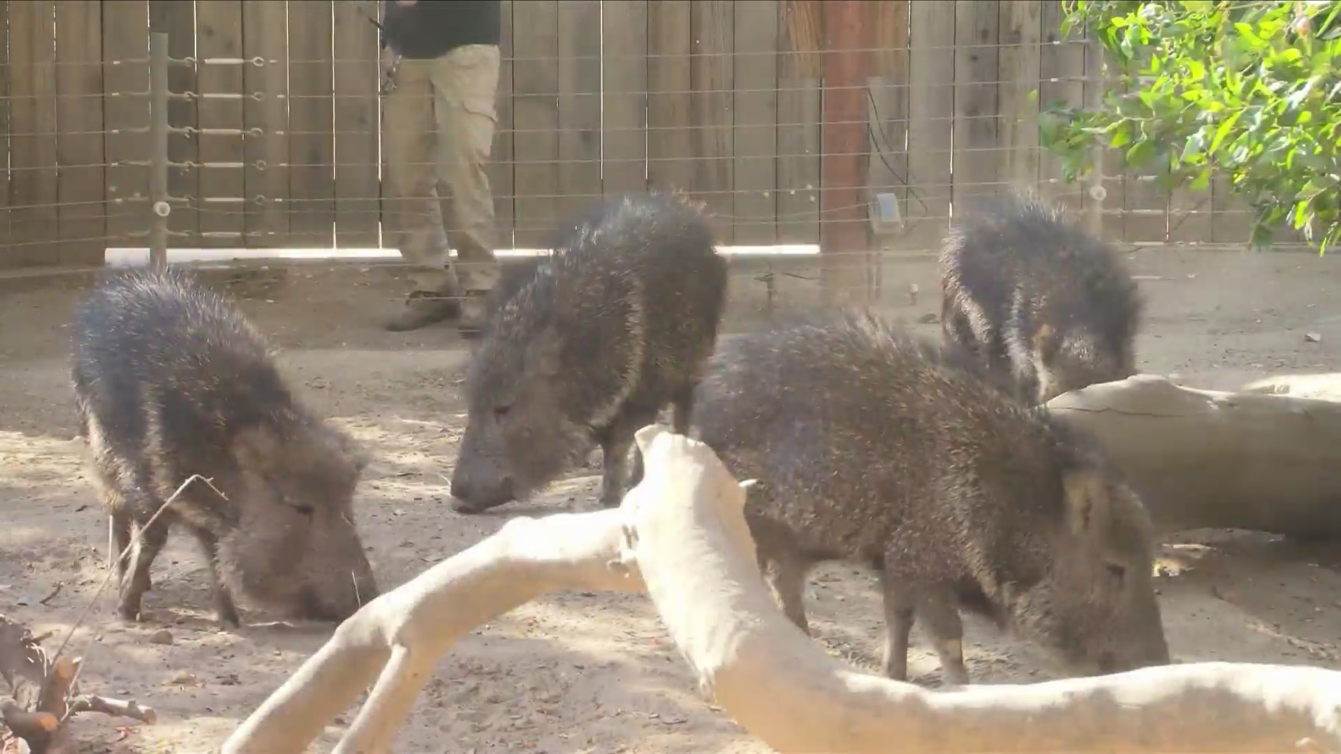 How the Fresno Chaffee Zoo feeds their animals – CBS47 and KSEE24 ...