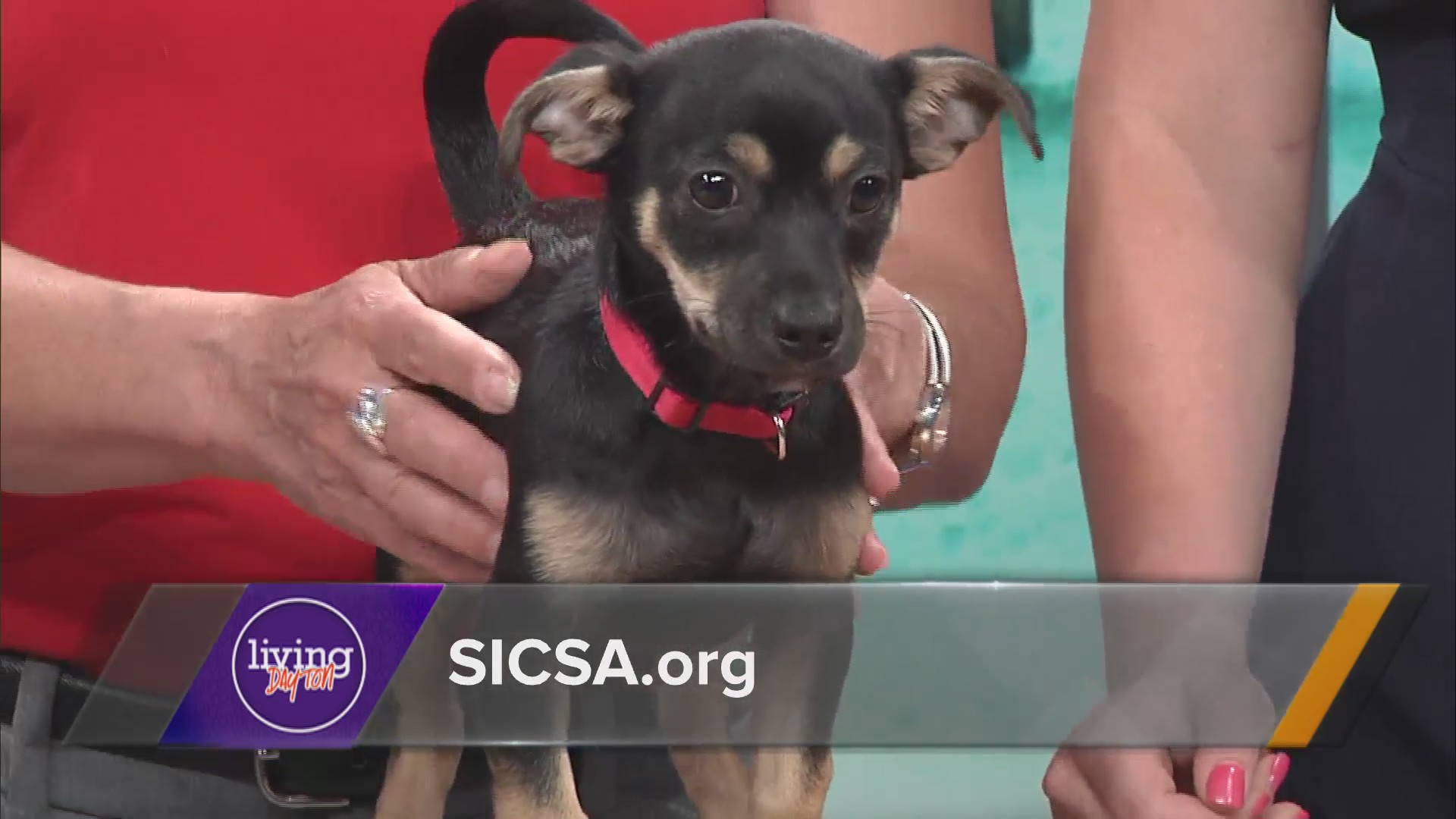 SICSA Pet of the Week – WDTN.com
