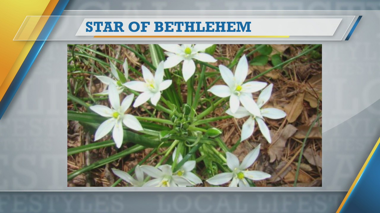 Larry Caplan is Up To His Elbows in Weeds pt. 2 – Eyewitness News (WEHT ...