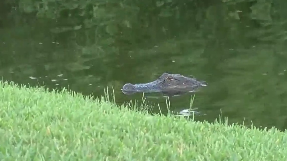 Alligator attack: Woman killed at Florida golf course | Morning in ...