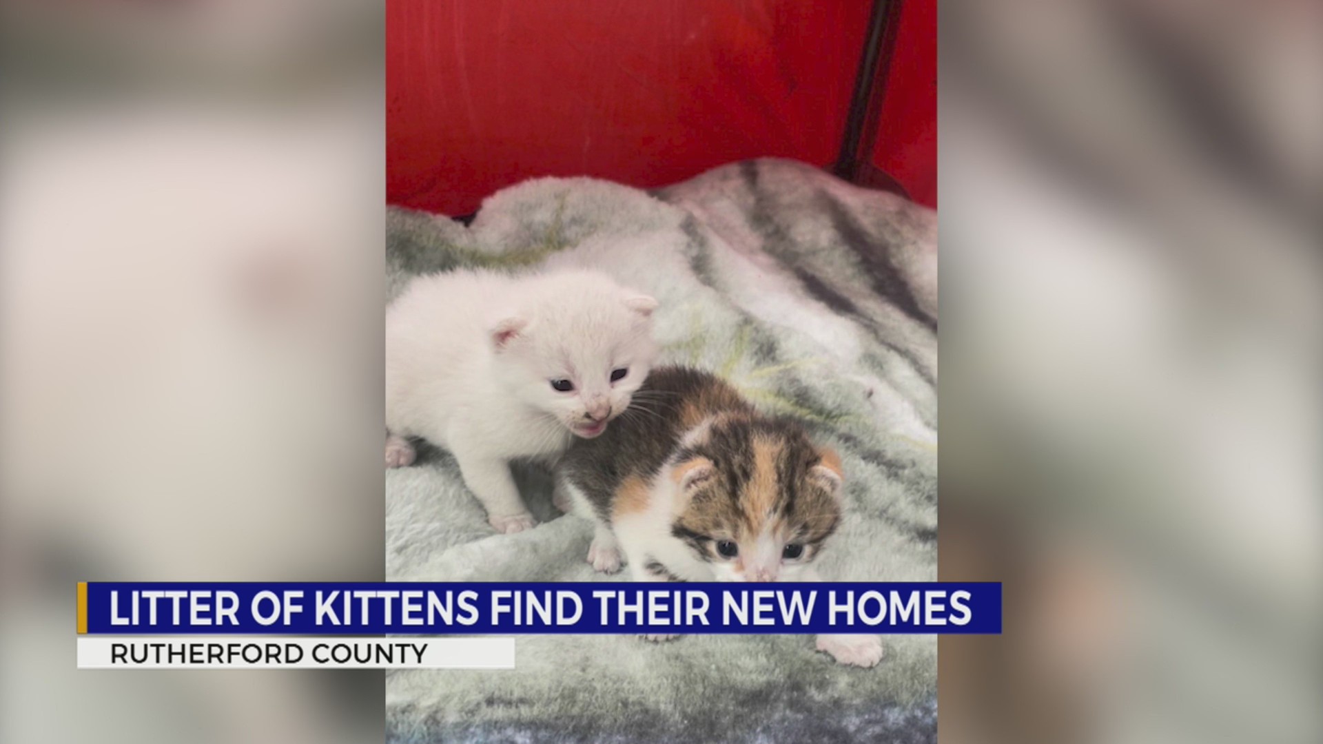 Litter of Rutherford County kittens find new homes – WKRN News 2