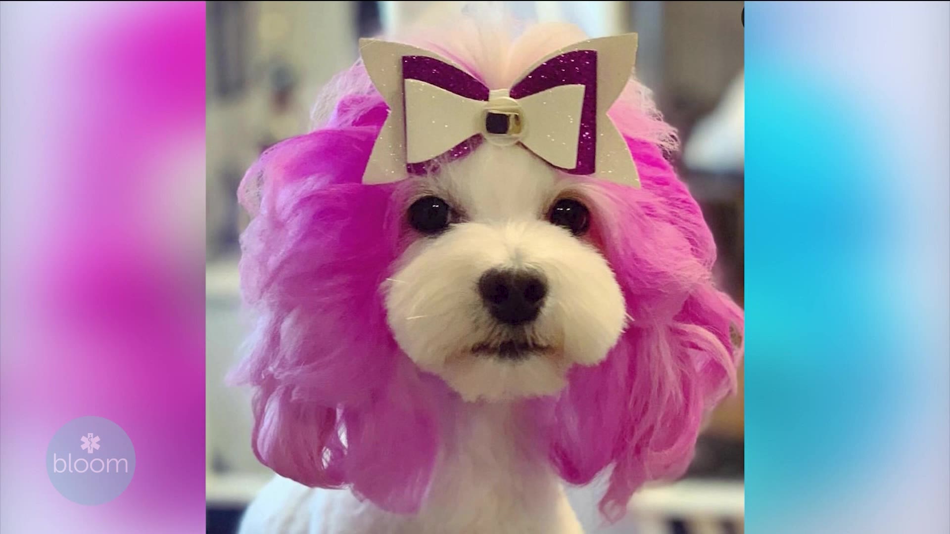 Wild Dog Grooming Art – WFLA