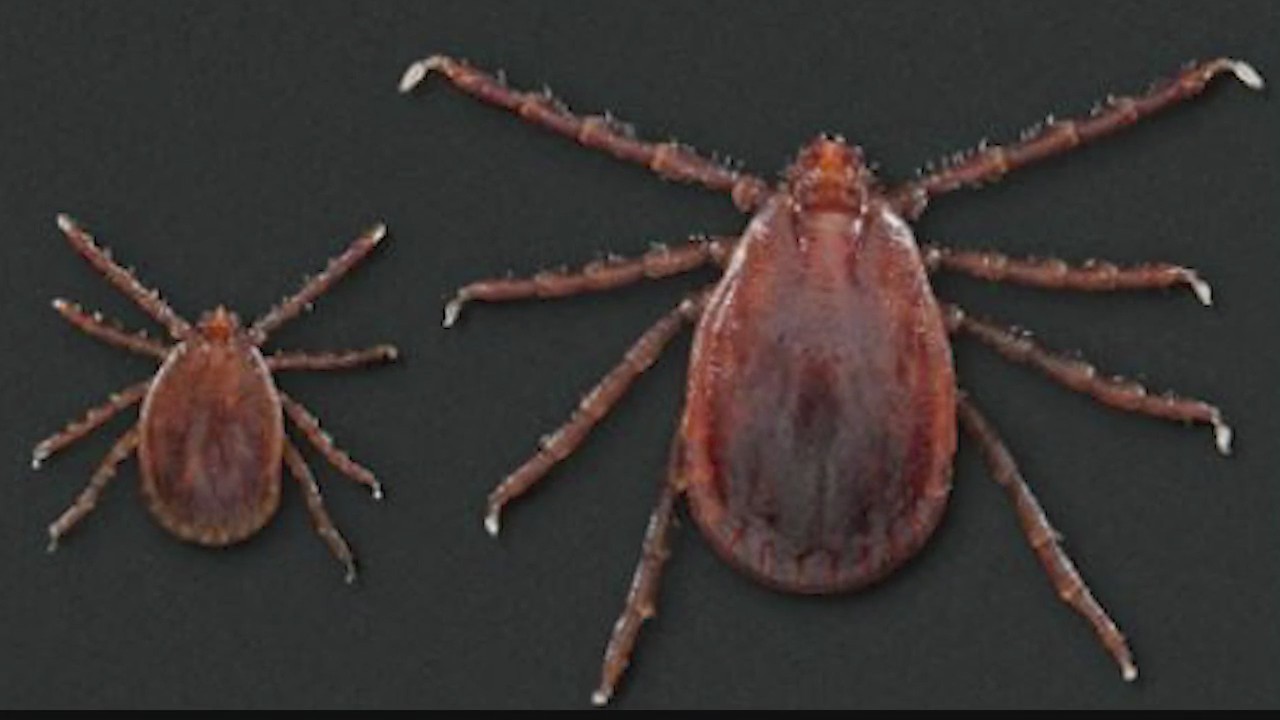 Invasive tick species spreading across the U.S. – NEWS10 ABC