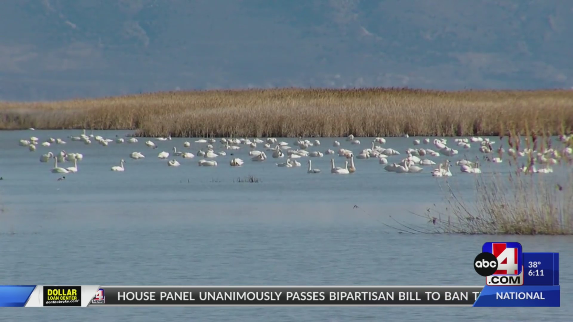 Swans take over Utah waterways as they migrate north for spring – ABC4 Utah