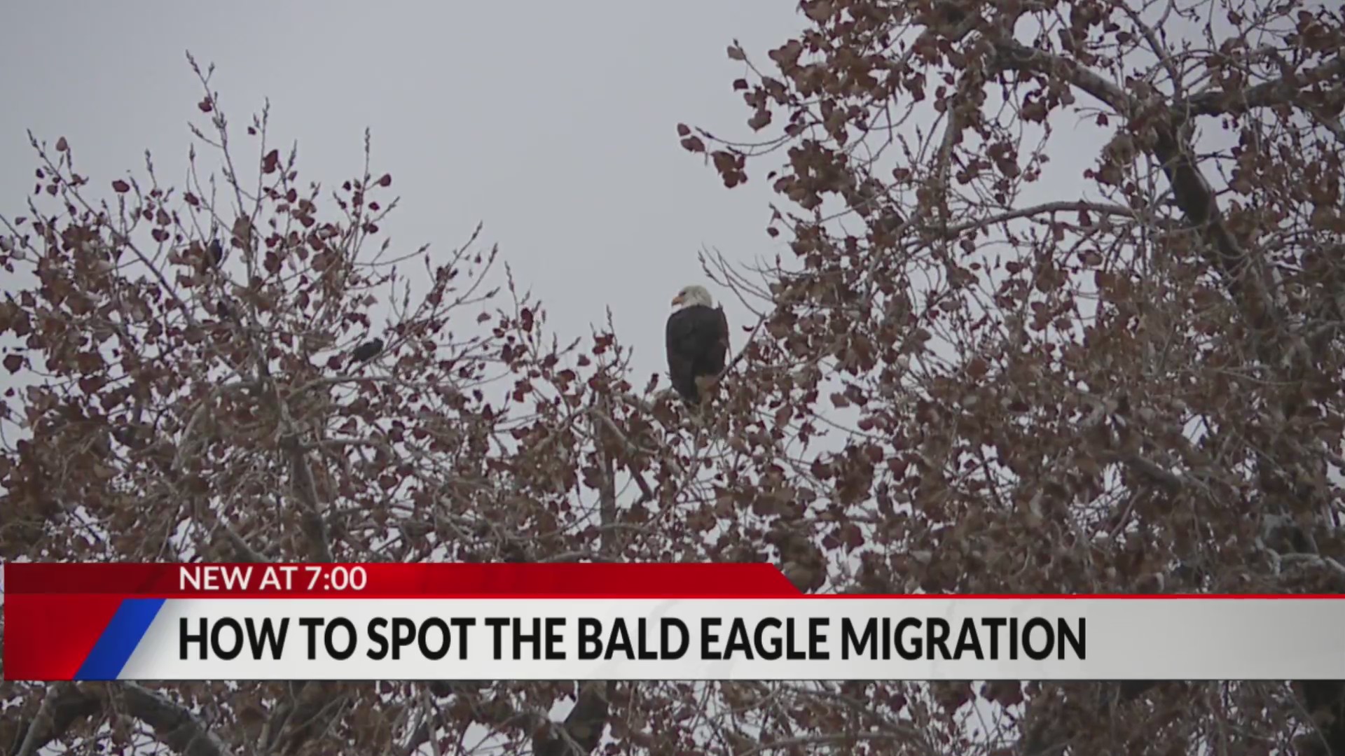 How to spot bald eagle migration – FOX31 Denver