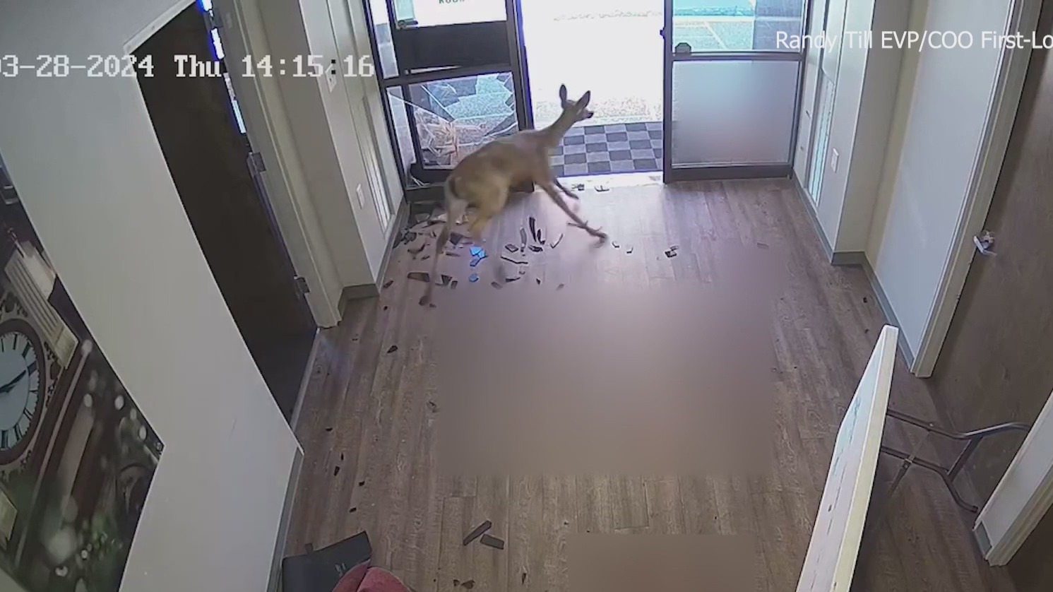 Deer crashes through Lockhart bank window, escapes with help from ...