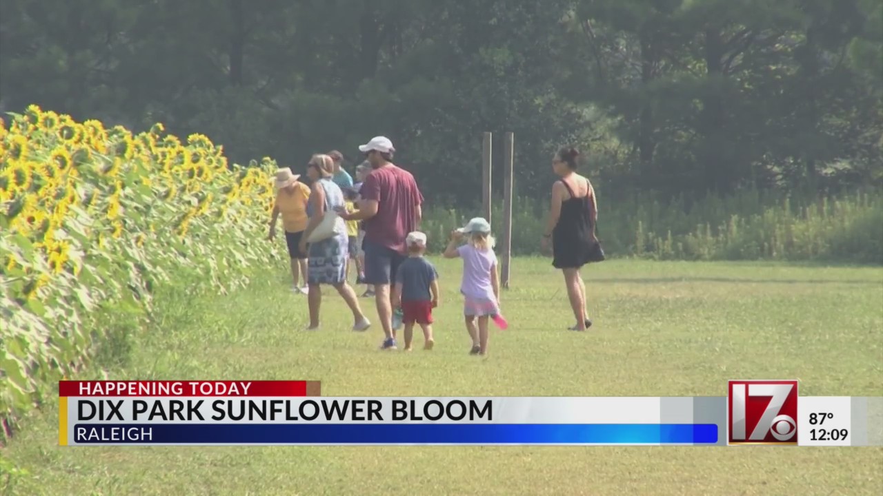 Dix park sunflower bloom in Raleigh – CBS17.com