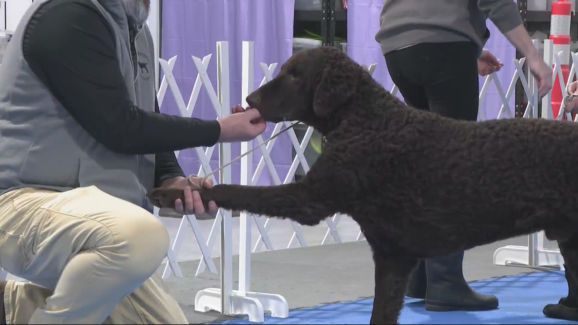 DOGPILE! 1,400 dogs headed to fairgrounds for Iowa’s biggest show ...