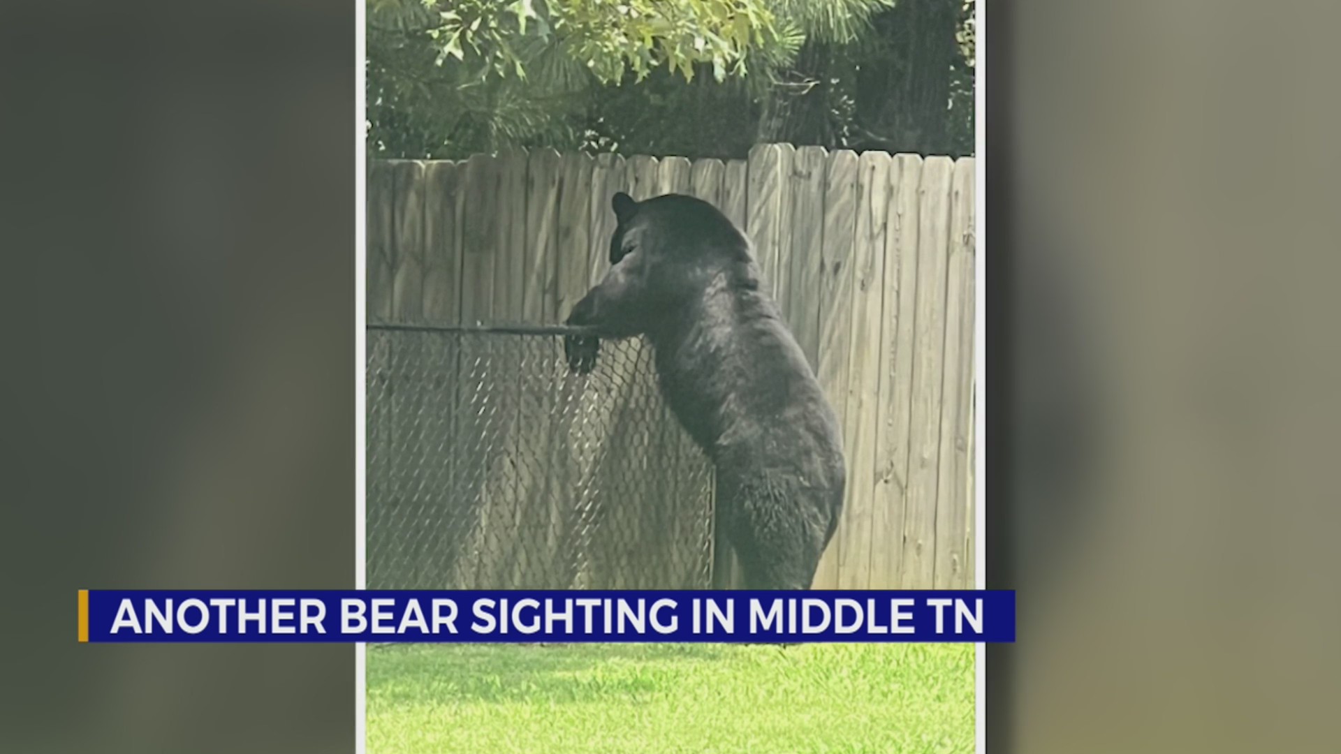 Another bear sighting in Middle Tennessee – WKRN News 2
