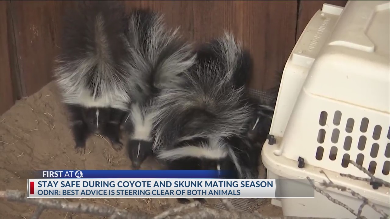 Stay alert: Skunk and coyote mating seasons have arrived in central ...