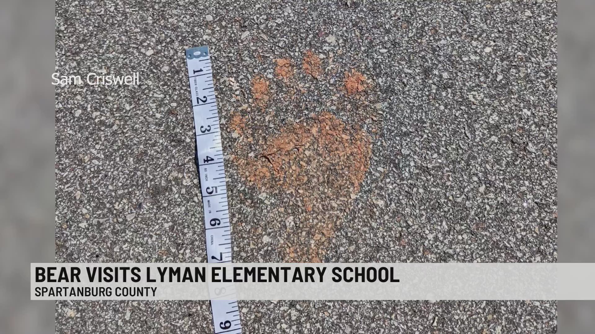 Assistant Principal speaks about bear sighting at Upstate elementary ...