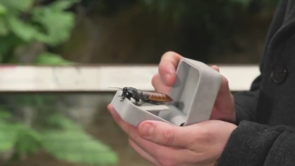 Bronx Zoo’s ‘Name a Roach’ program returns for Valentine’s Day – PIX11