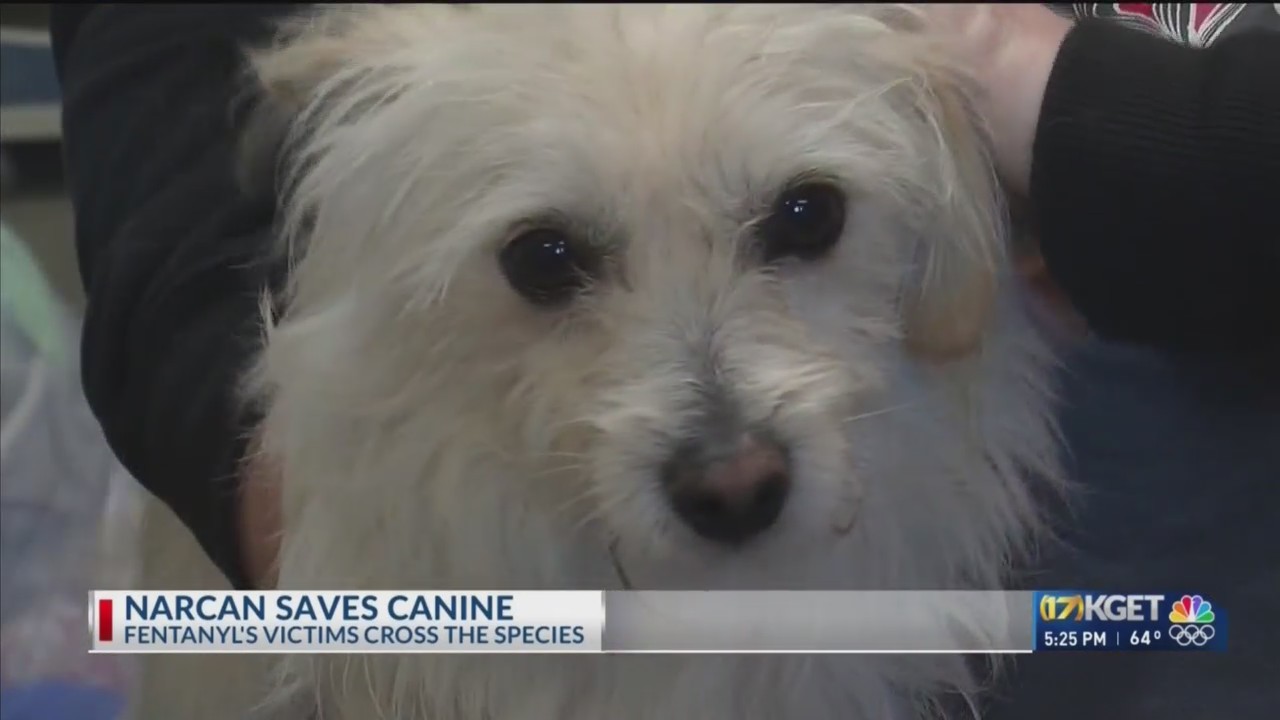Narcan saves dog as fentanyl’s victims cross species – KGET 17 News